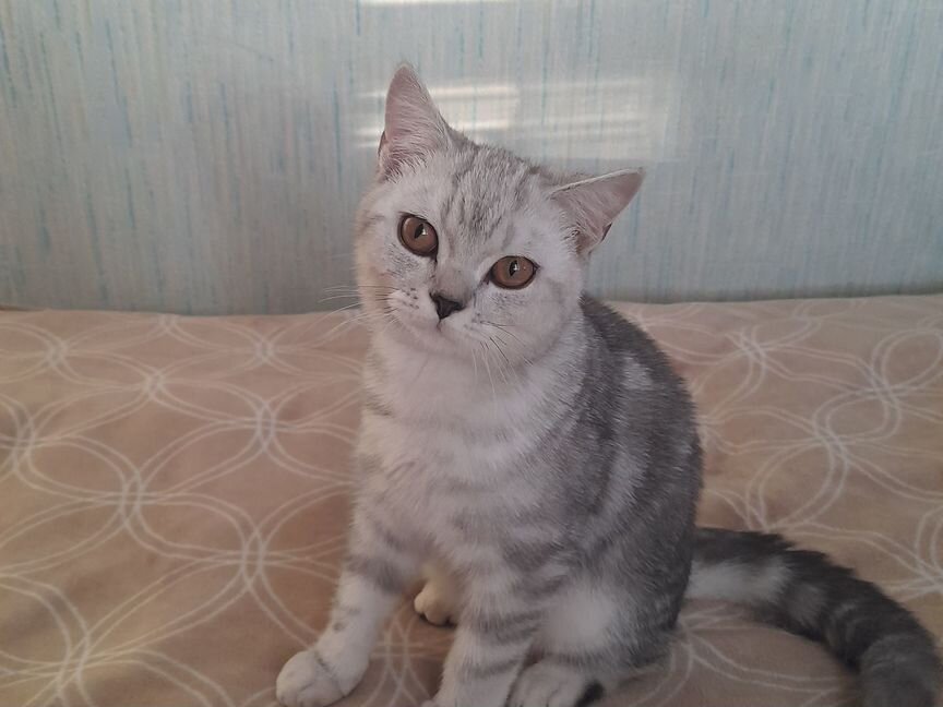 Продам шотландского котенка