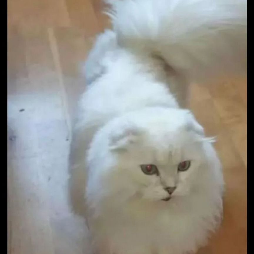 Шотландская прямоухая кошка москва