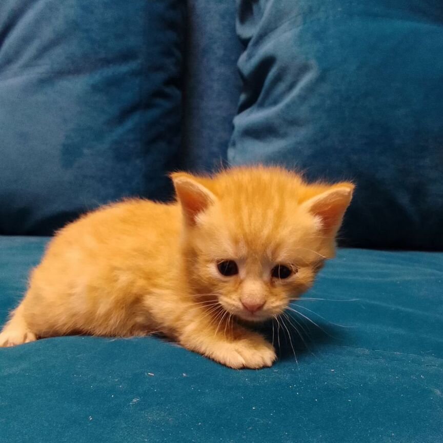 Сибирский котенок