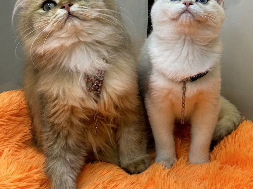 Котята золотая шиншилла