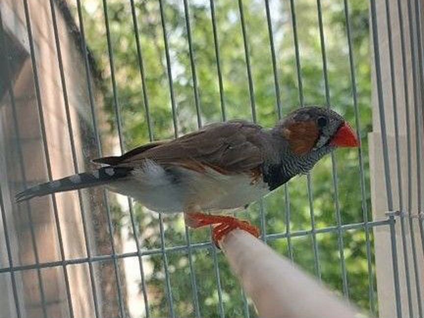 Зебровые амадины