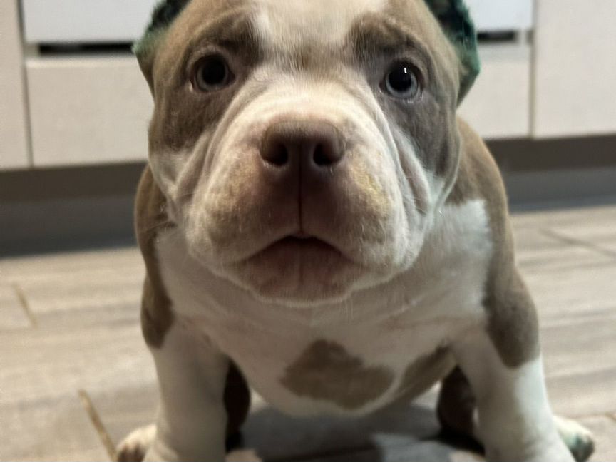 Щенки американских булли