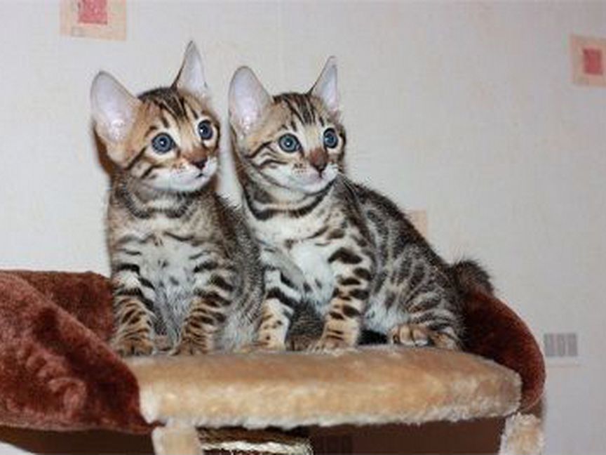Бенгальские котята