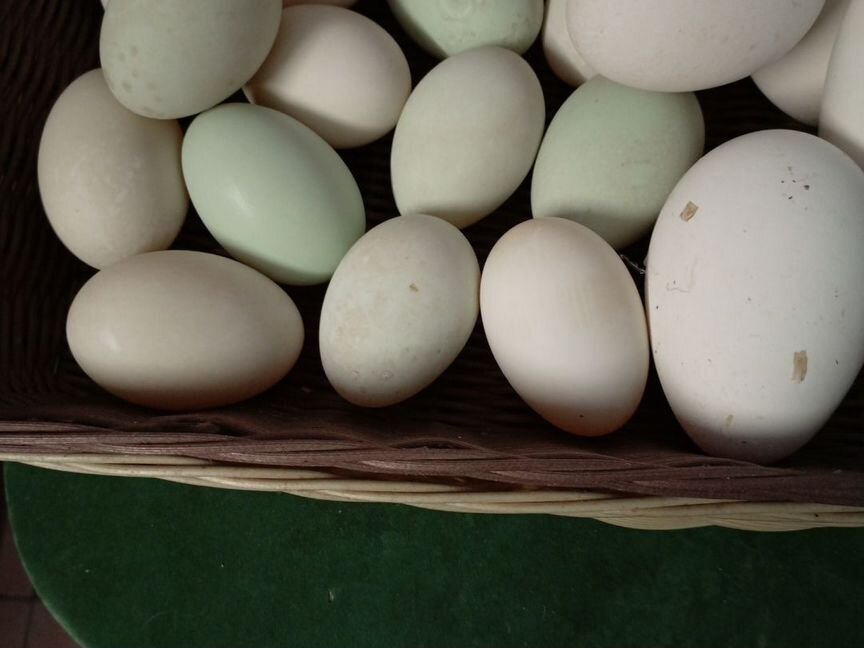 Инкубационное яйцо утки индийский бегунок