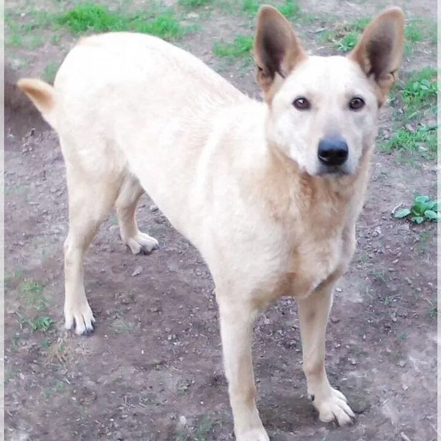 Сирота погибает на дачах(репосты)