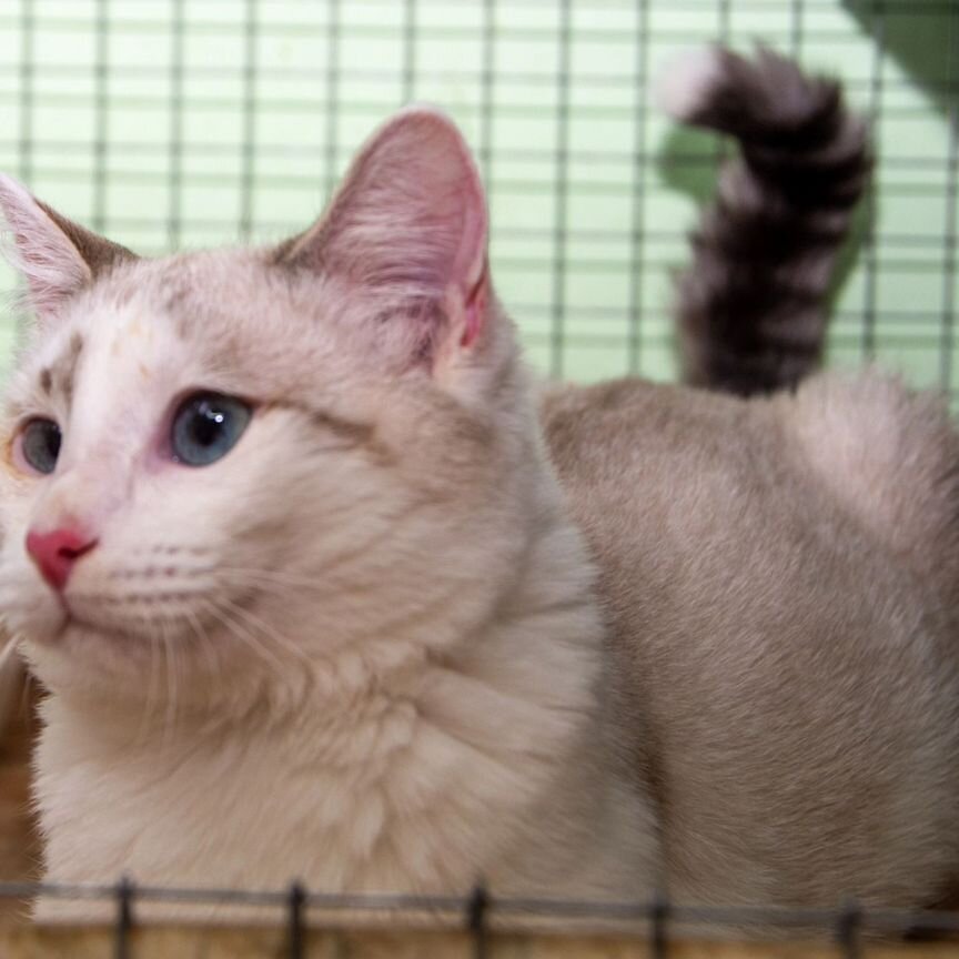 Котенок