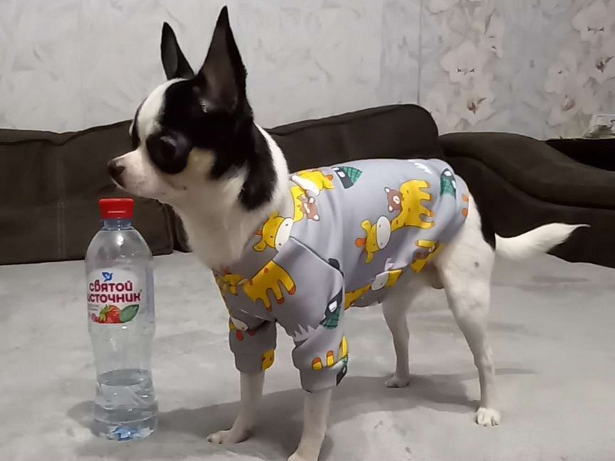 Вязка кобель чихуахуа