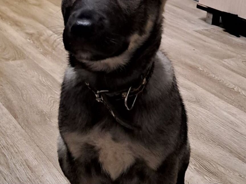 Щеночек в добрые руки