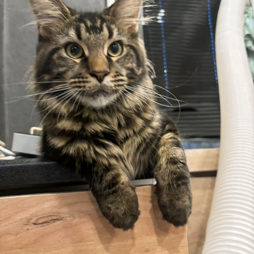 Мейн-кун кошка