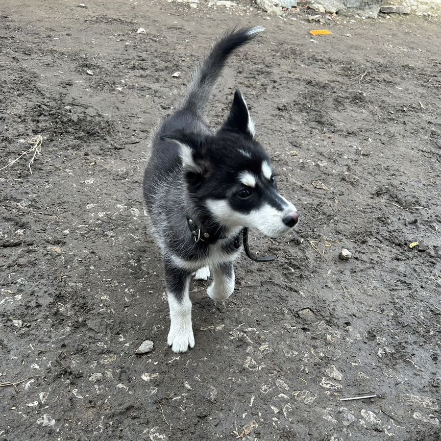 Аляскинский кли кай