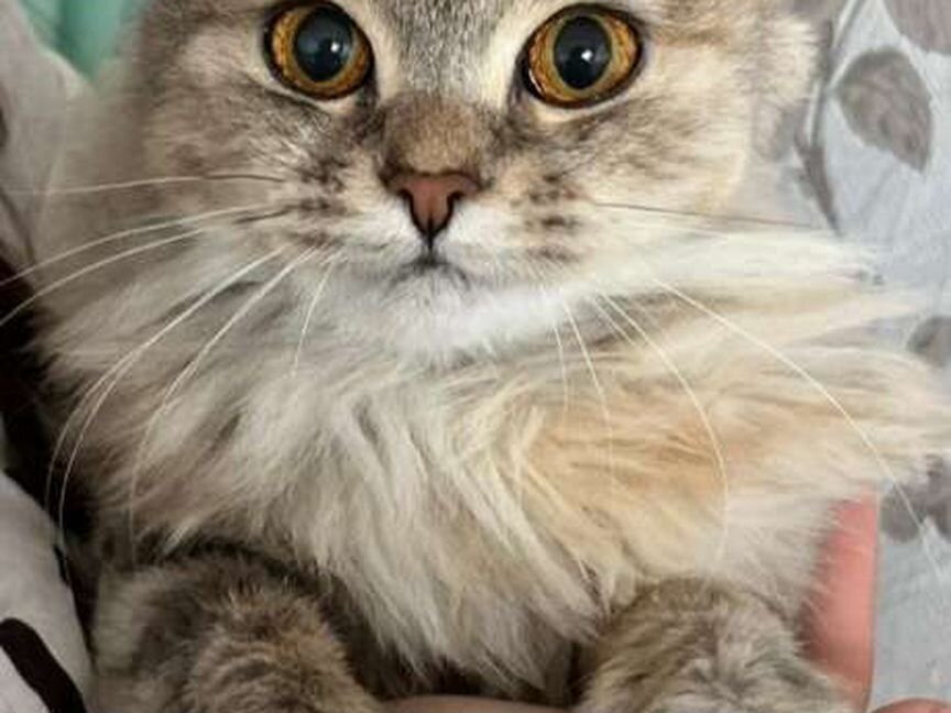 Сибирская кошка ищет дом
