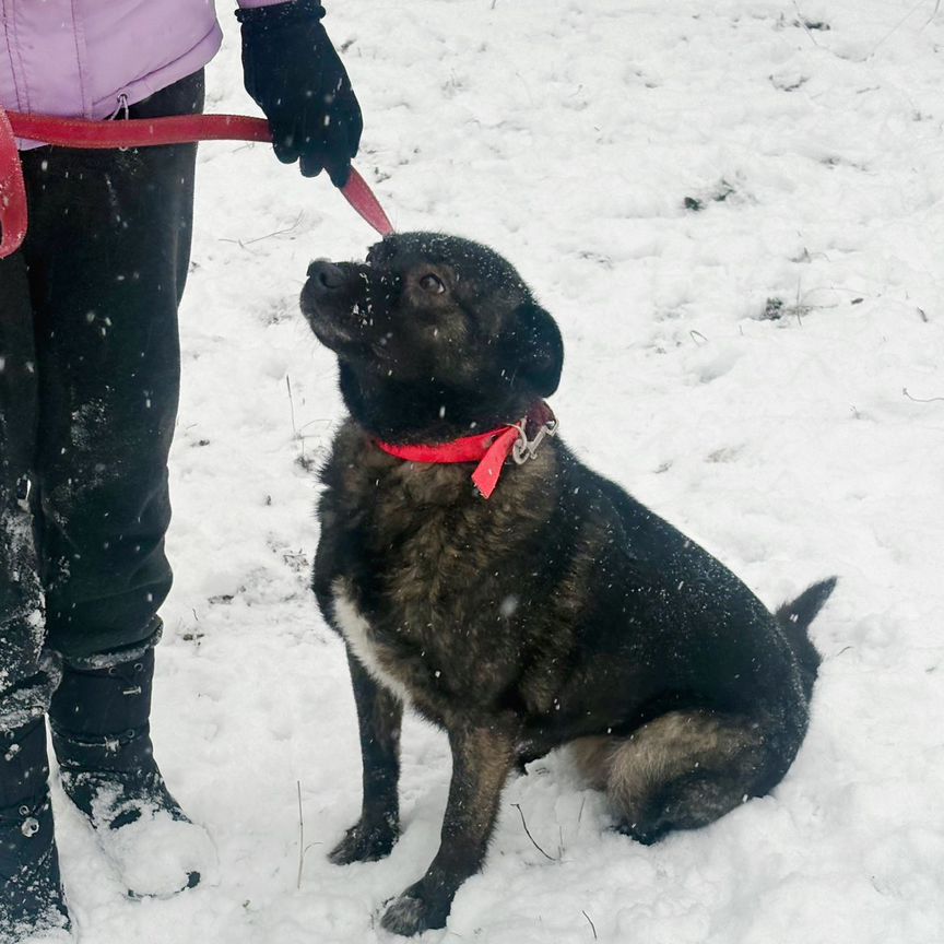 Взрослая собака в добрые руки