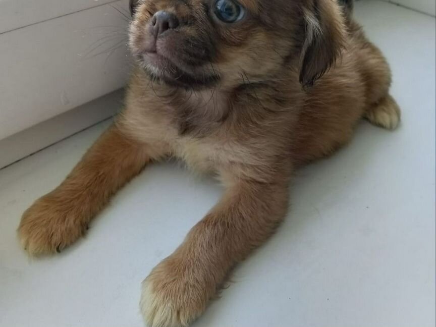 Брабансончик