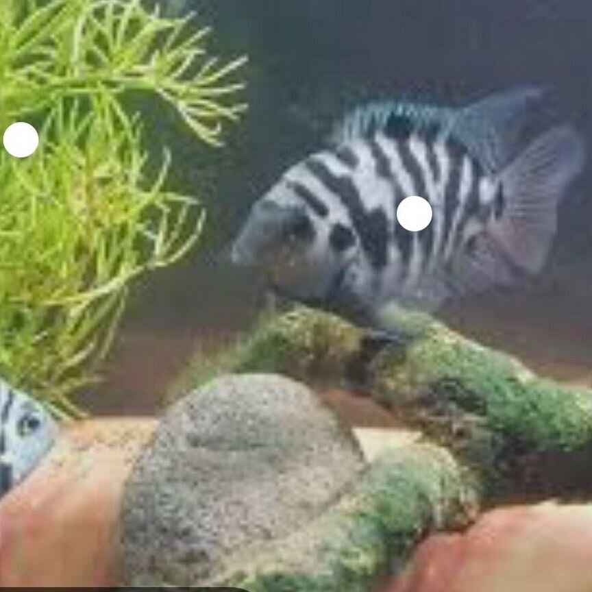 Отдам бесплатно 2 рыбок попугай панда