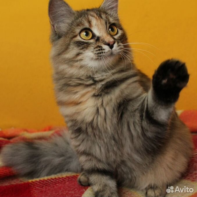 Кошечка Лилу ищет дом