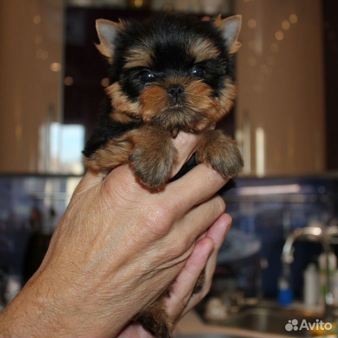 Мини кукольная беби-фейс девочка малышка 2 мес