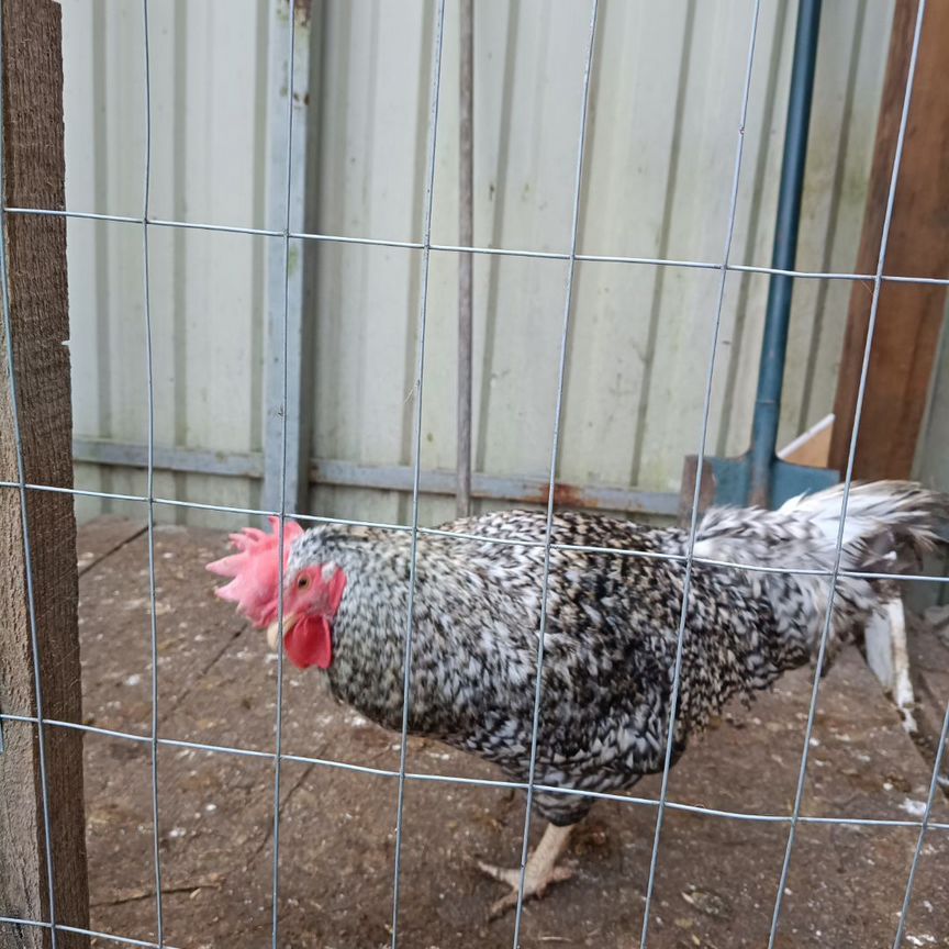 Молодые петухи