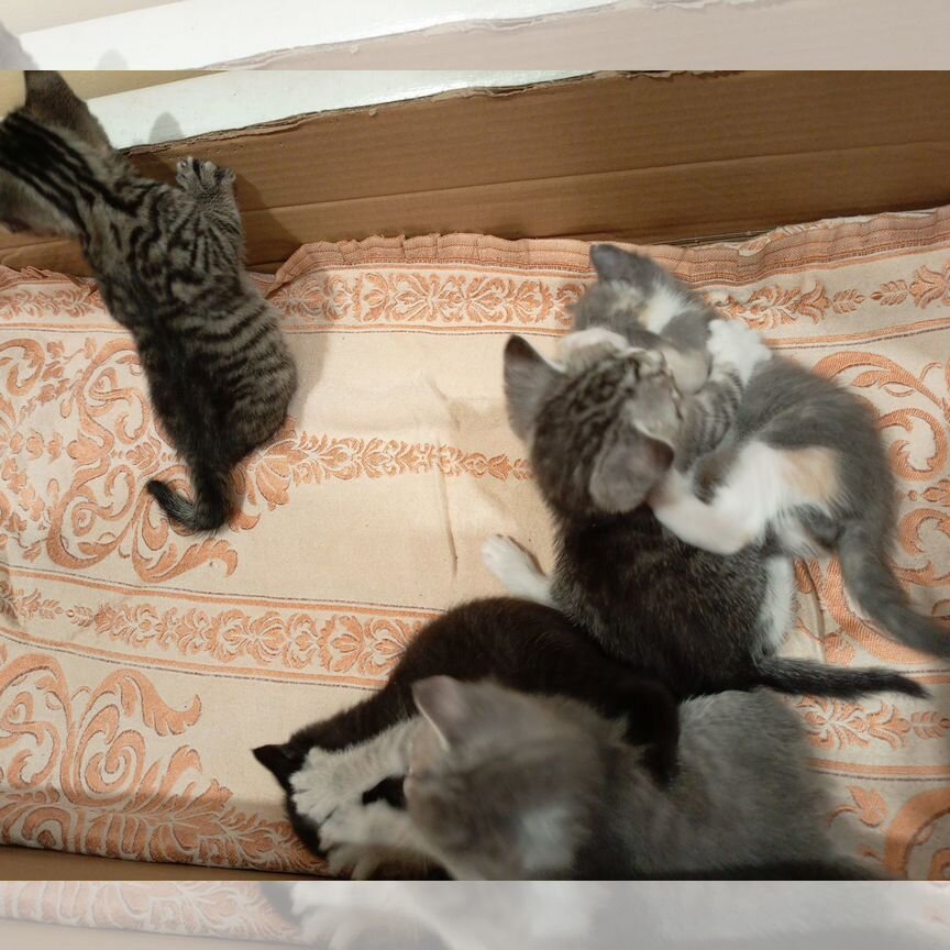 Котёнок в добрые руки