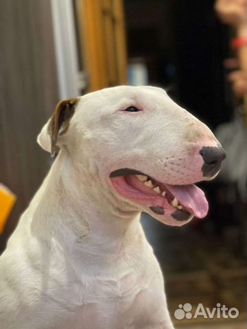 Бультерьер вязка