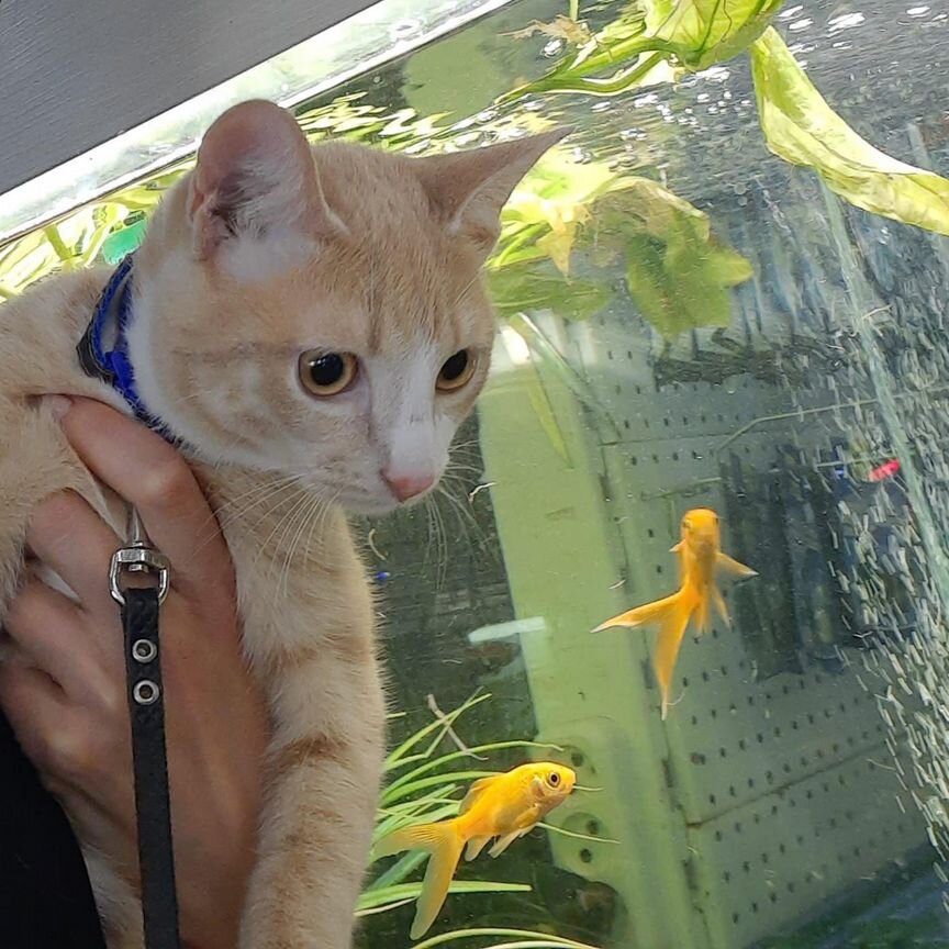 Классные пацаны Мотя и Тайсон (10мес.)