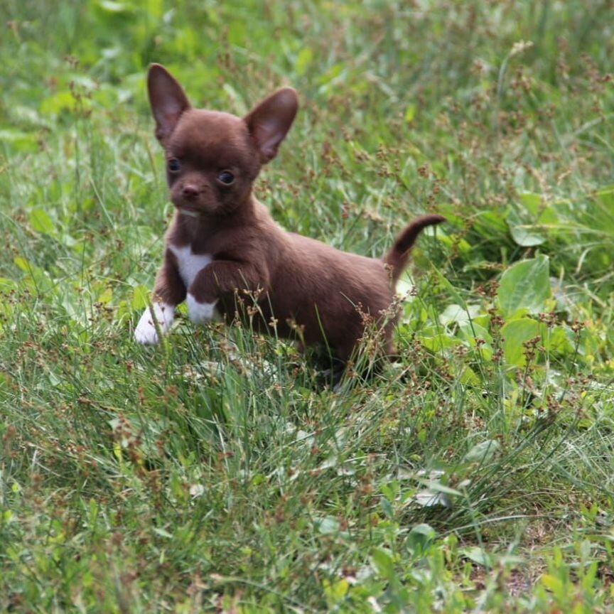 Чишки малыши стандартные