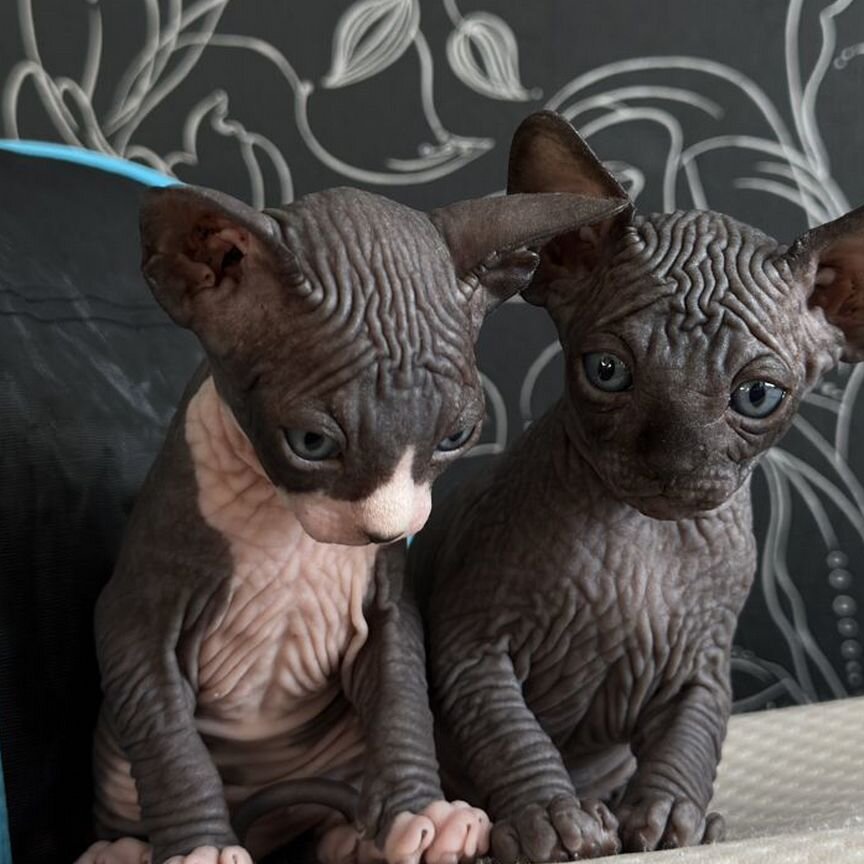 Канадский сфинкс котёнок