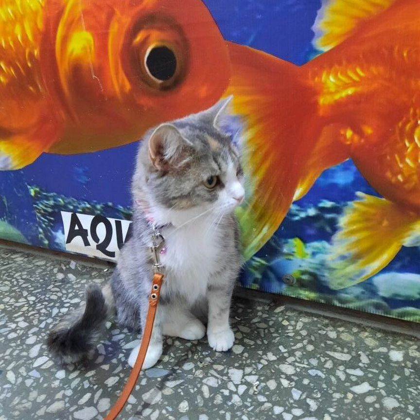 Серо-персиковая кошечка в Добрые руки