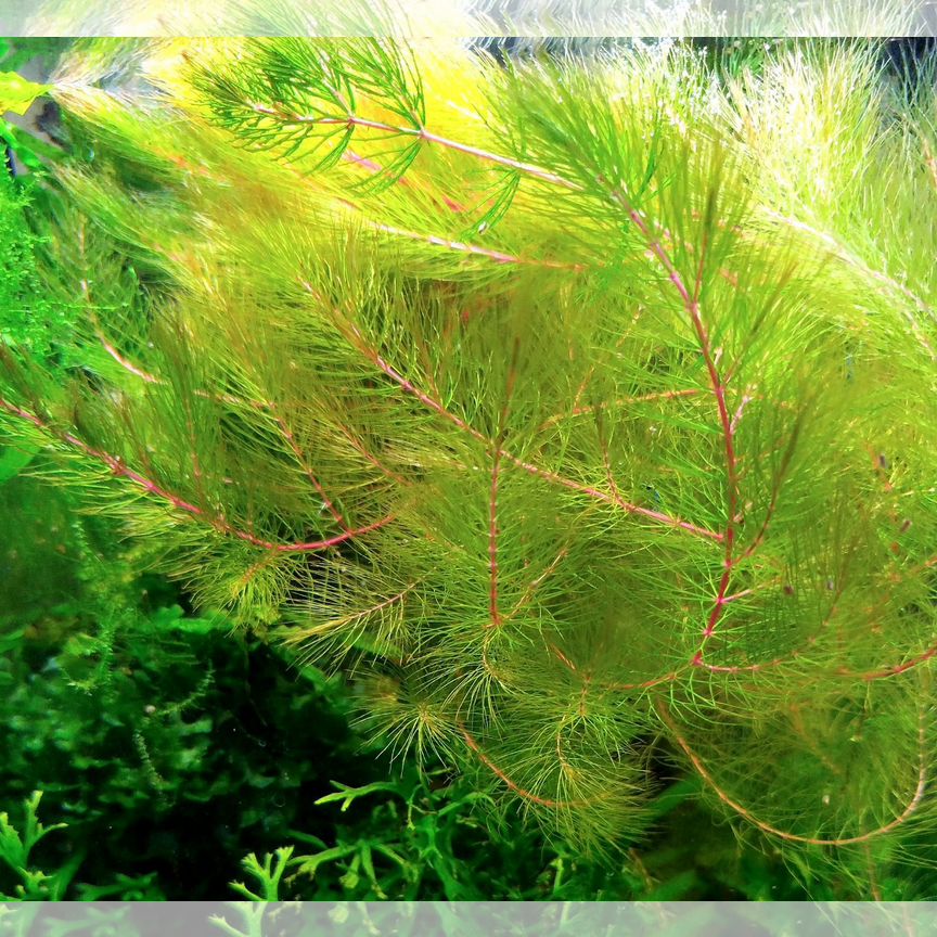 Роголистник красностебельный и пецилии