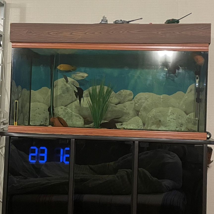 Аквариум, фильтр,тумба,рыбы