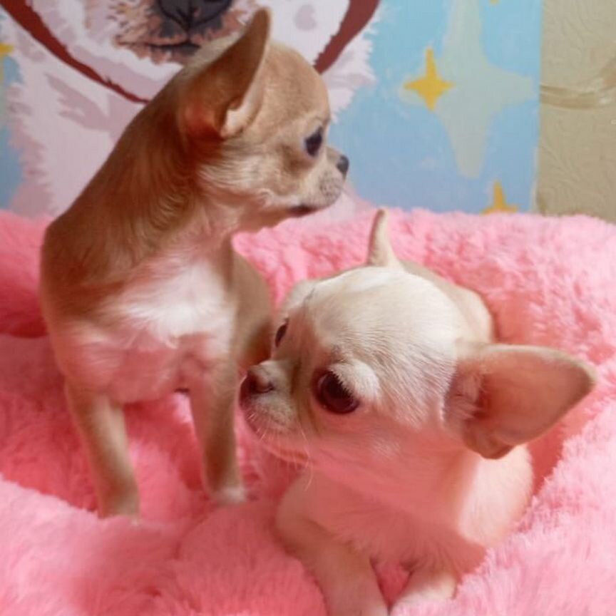 Щенки чихуахуа РКФ