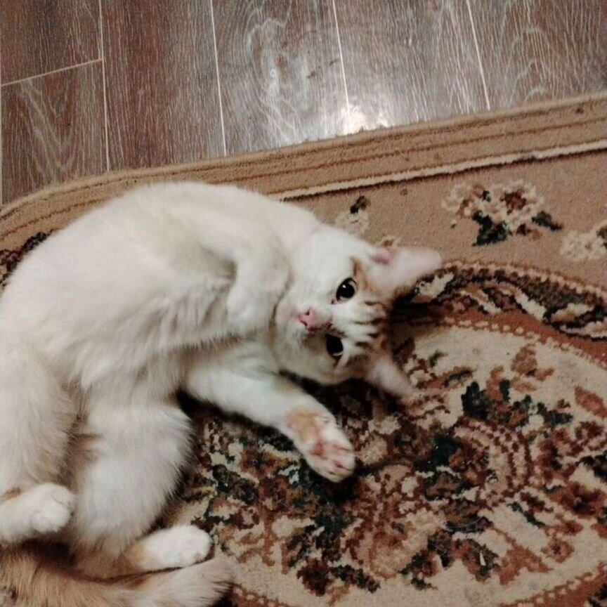 Котик в добрые руки