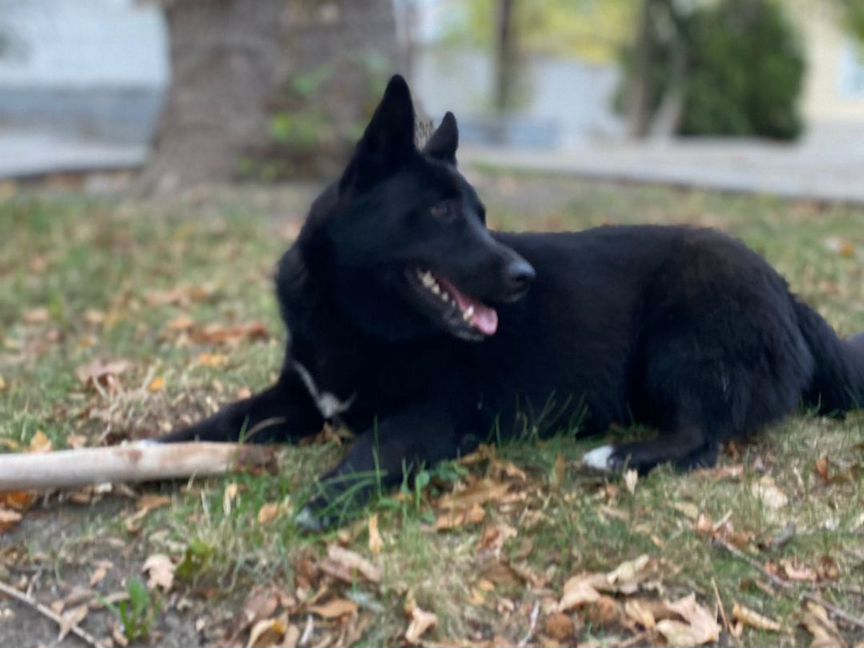 Коротколапик толстопопик девочка