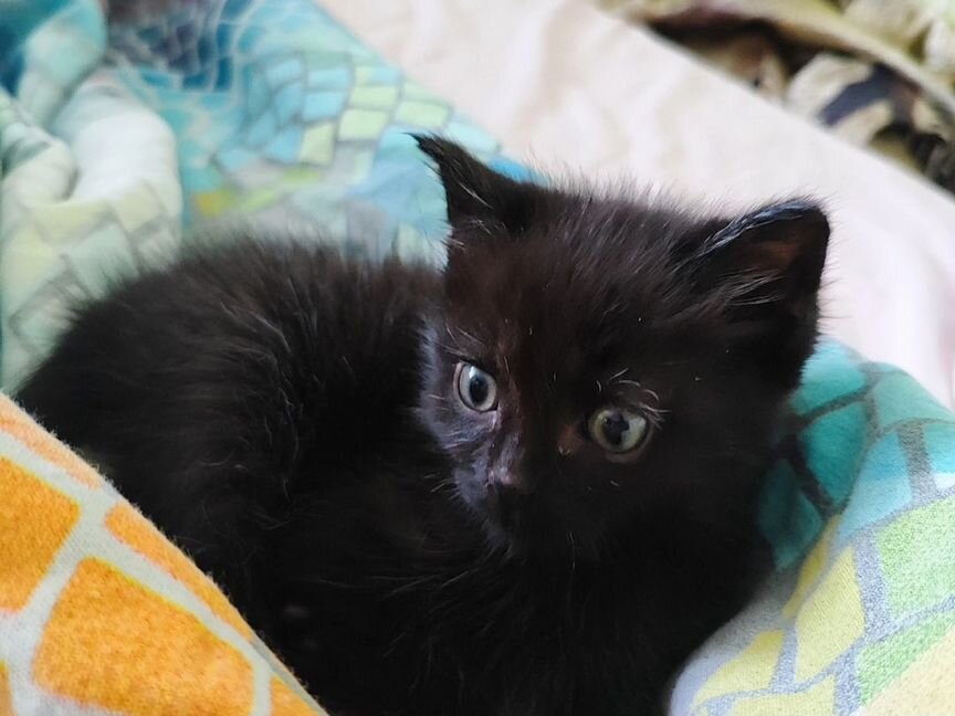 Черный котенок бесплатно