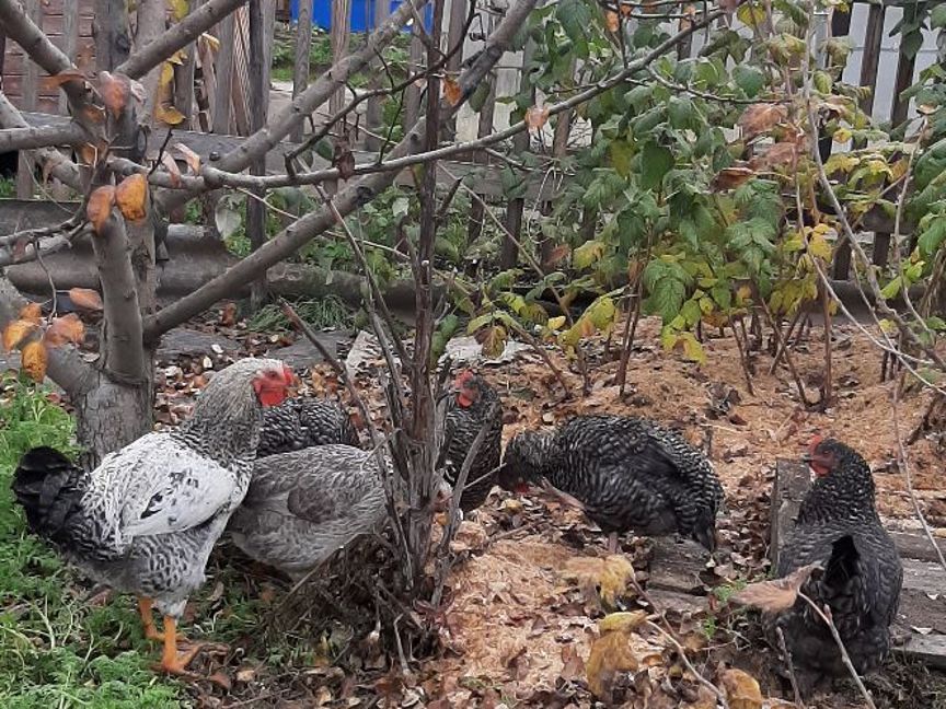 Петух породы Легбар