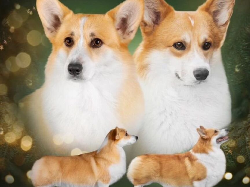 Вельш корги пемброк (девочки)