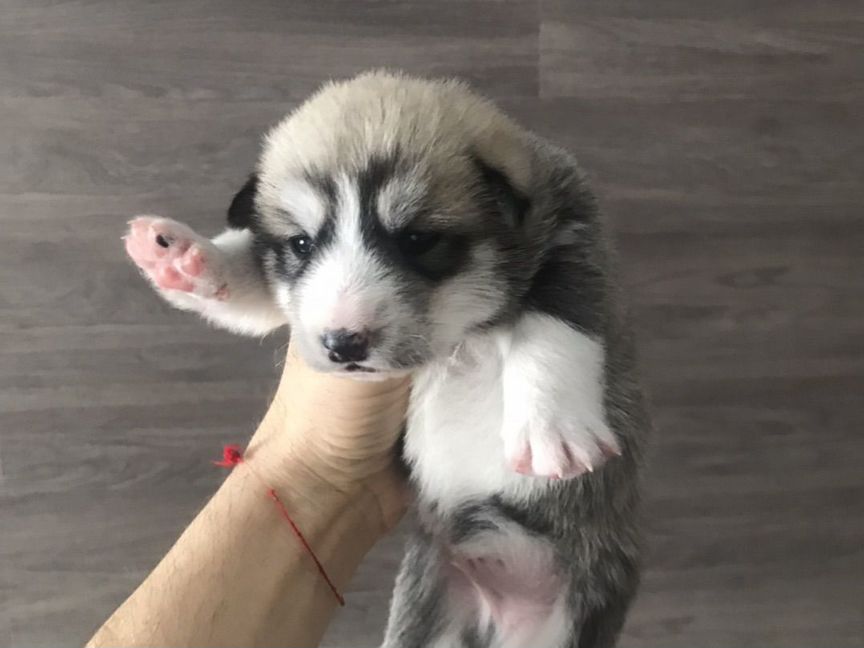 Хаски-лайка