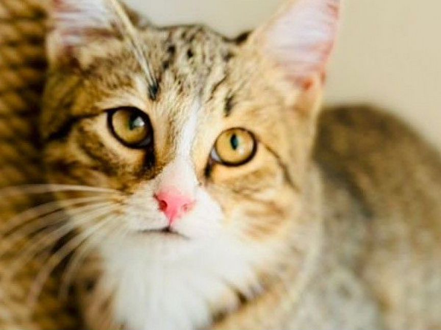 Добрый котенок с печальным взглядом. Ищет дом