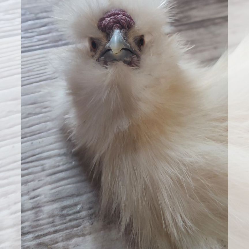 Петух китайской шёлковой породы