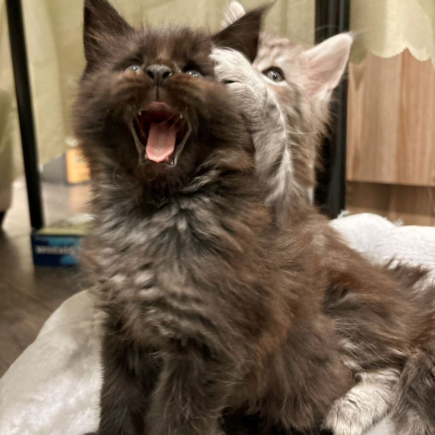 Котята мейнкуны