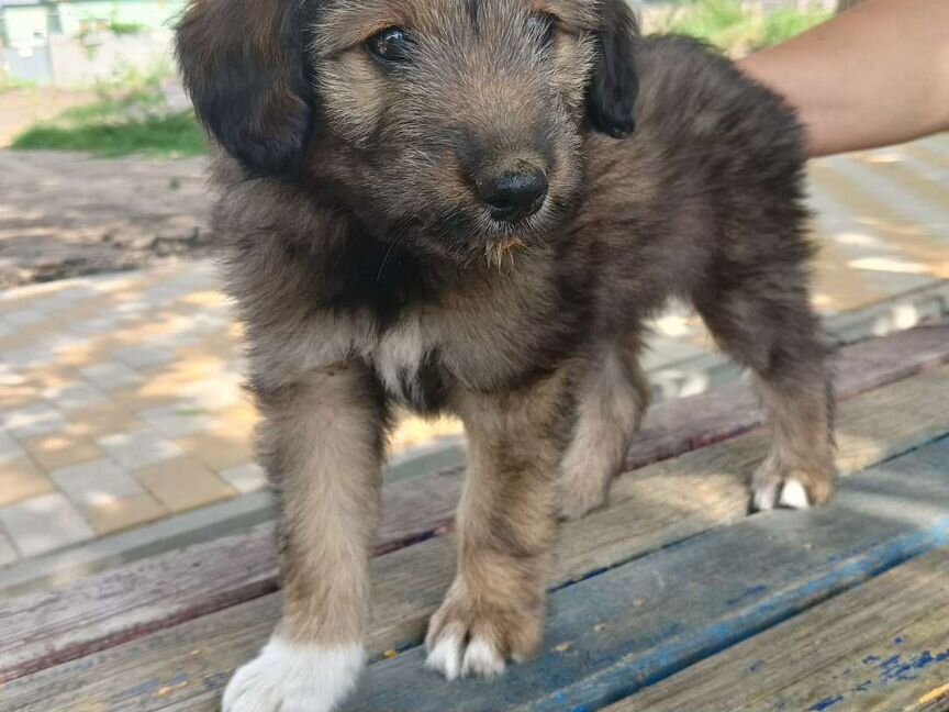 Щенок ищет дом