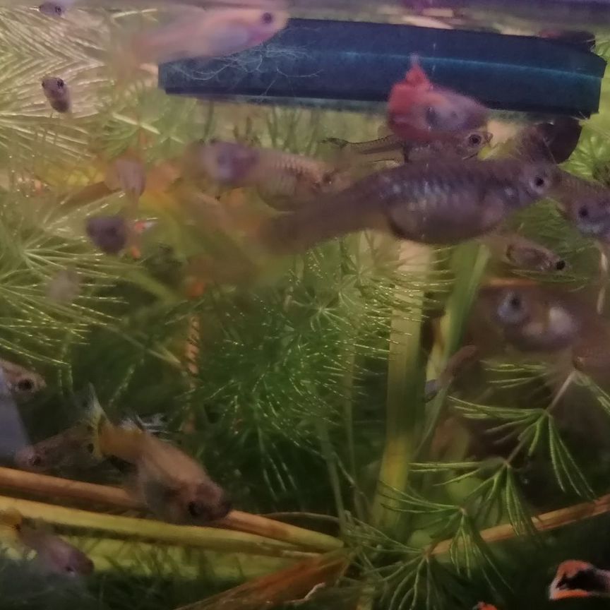 Рыбки гуппи