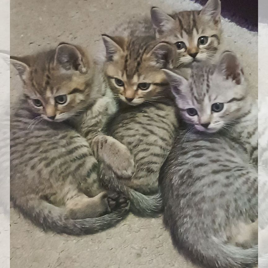 Шотландский прямоухий короткошёрстный котёнок