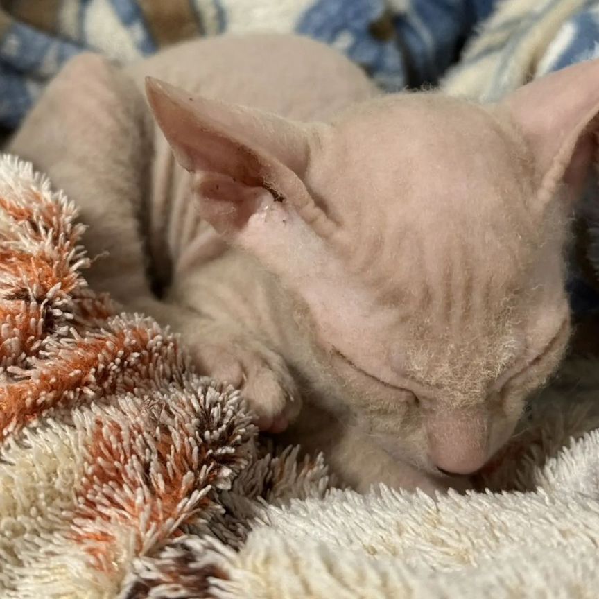 Донской сфинкс котёнок