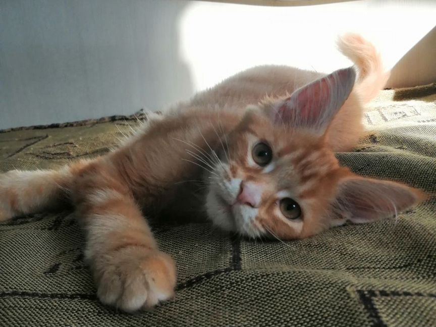 Котята котик Мейн-кун