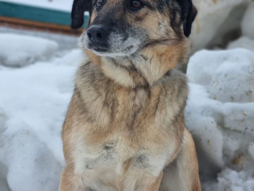 Глаша ищет дом