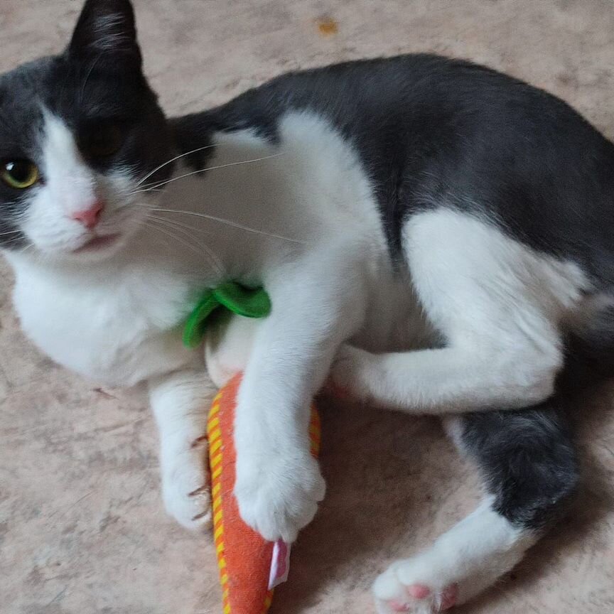 Кошечка Тося в добрые руки