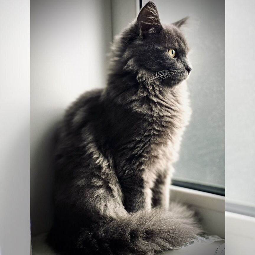 Вязка с британским котом