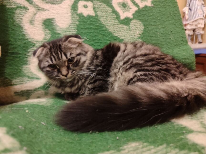 Британские вислоухие котята