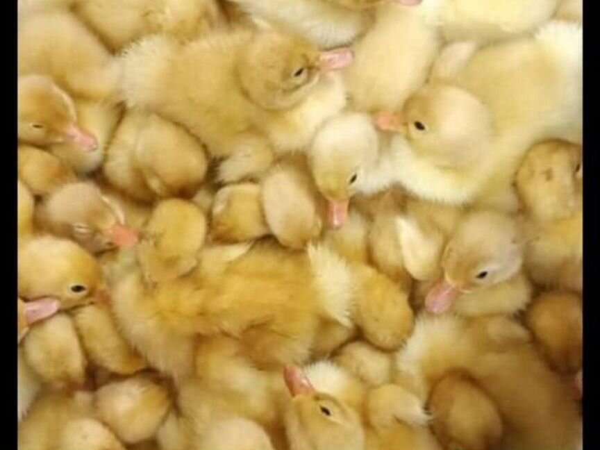 Утки мясной породы ст 53