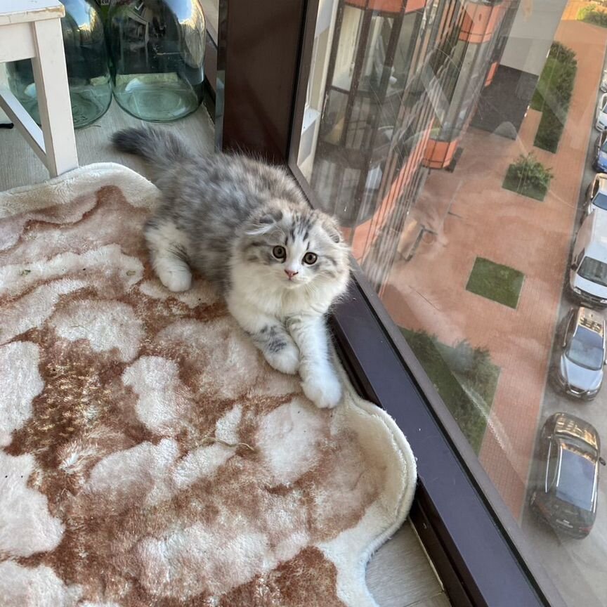 Британские котята